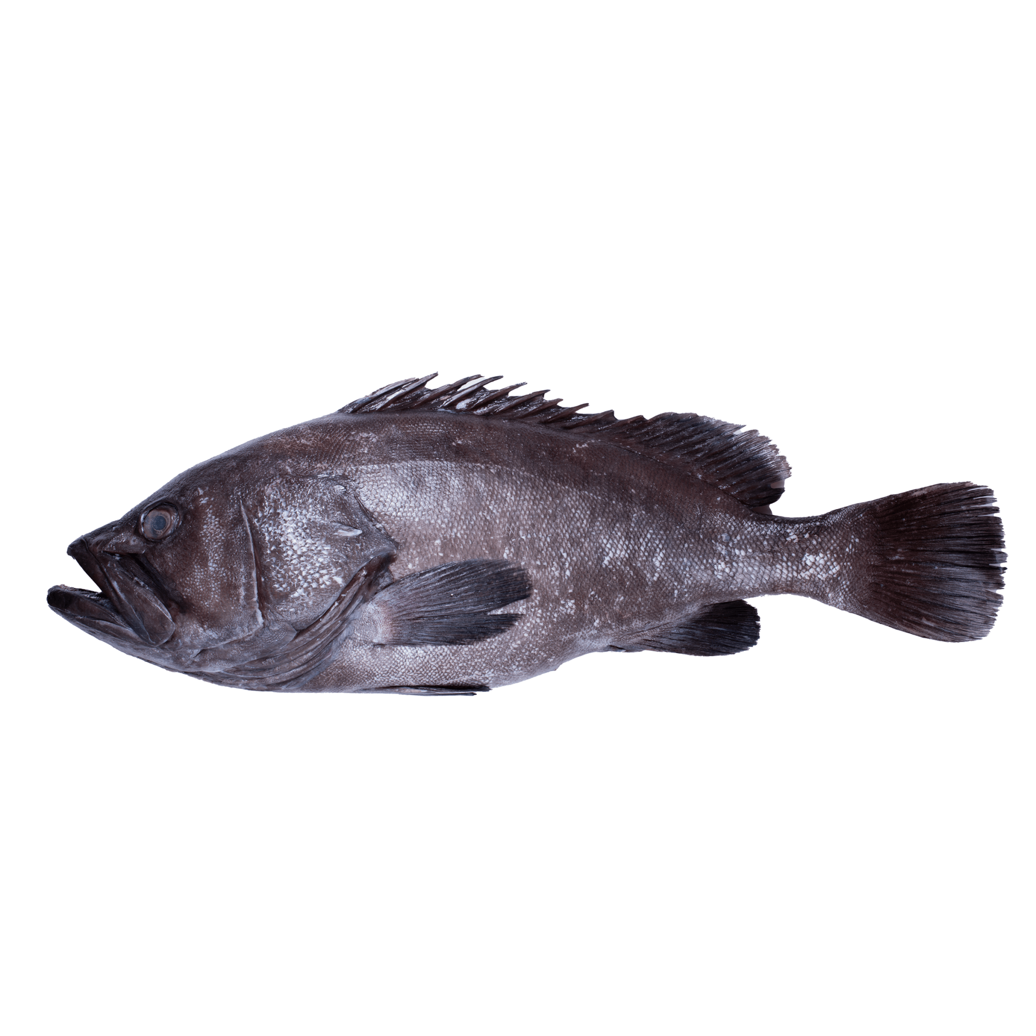 Frozen Seafood Products - Burum Sea Food Company