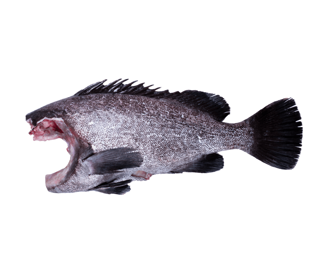 Black Grouper - Burum Sea Food Company