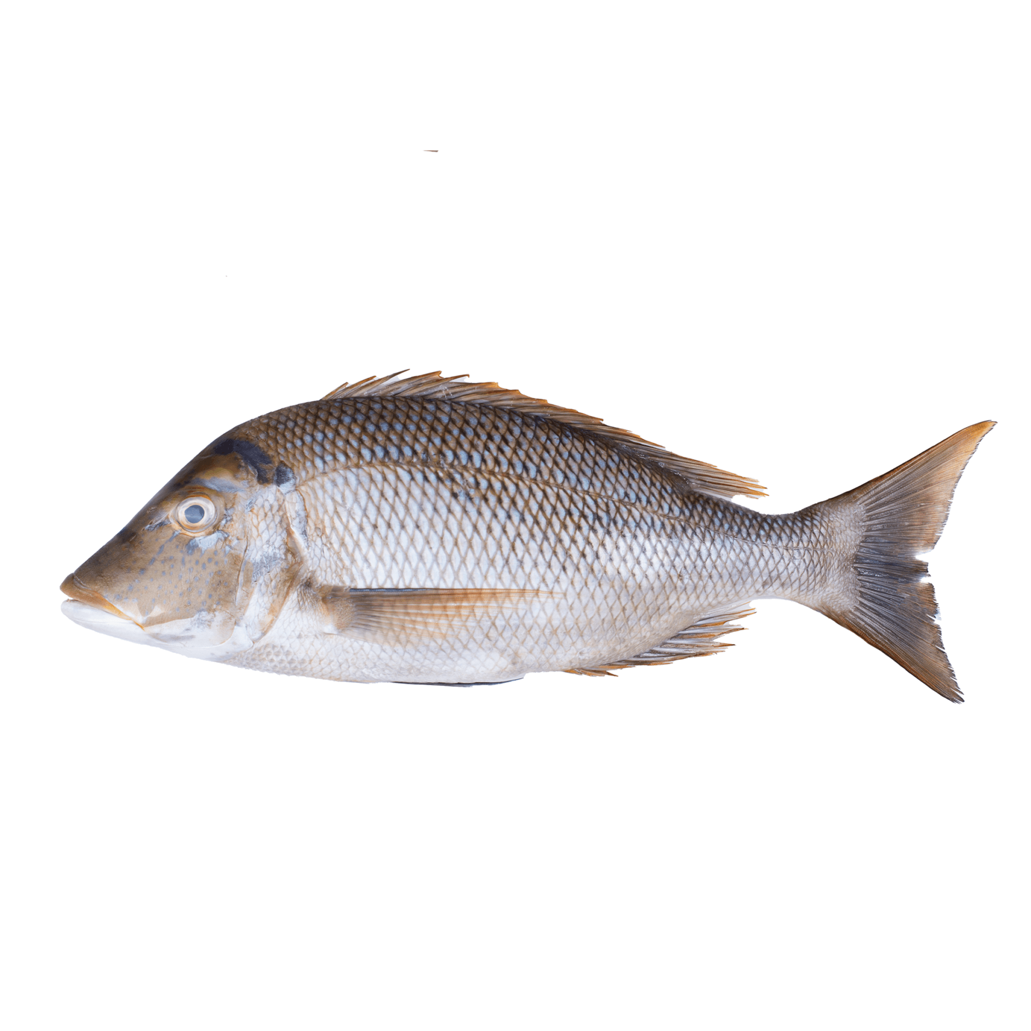 Frozen Seafood Products - Burum Sea Food Company