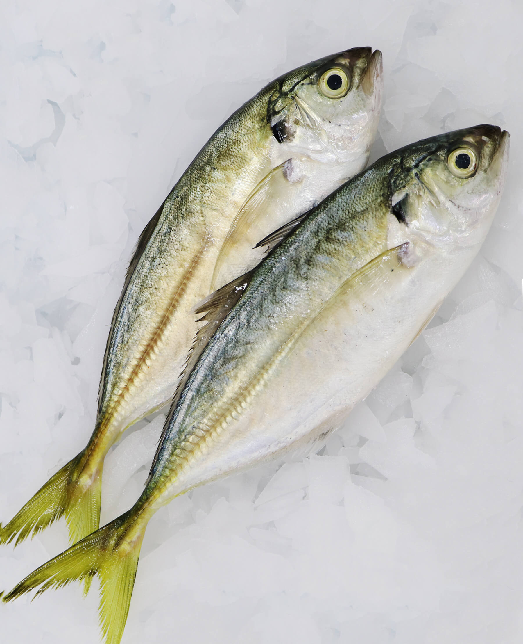 Burum Sea Food Company