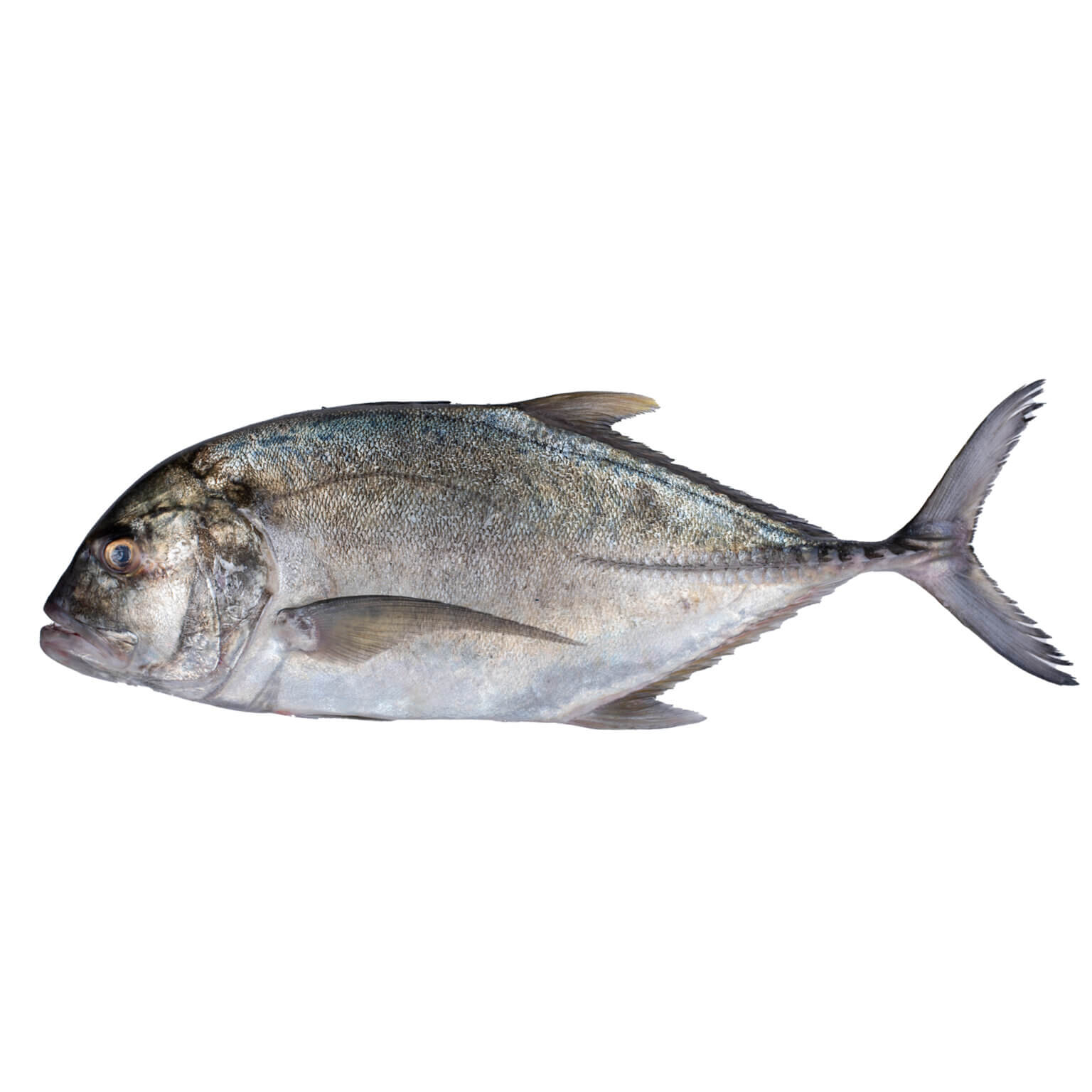 Frozen Seafood Products - Burum Sea Food Company