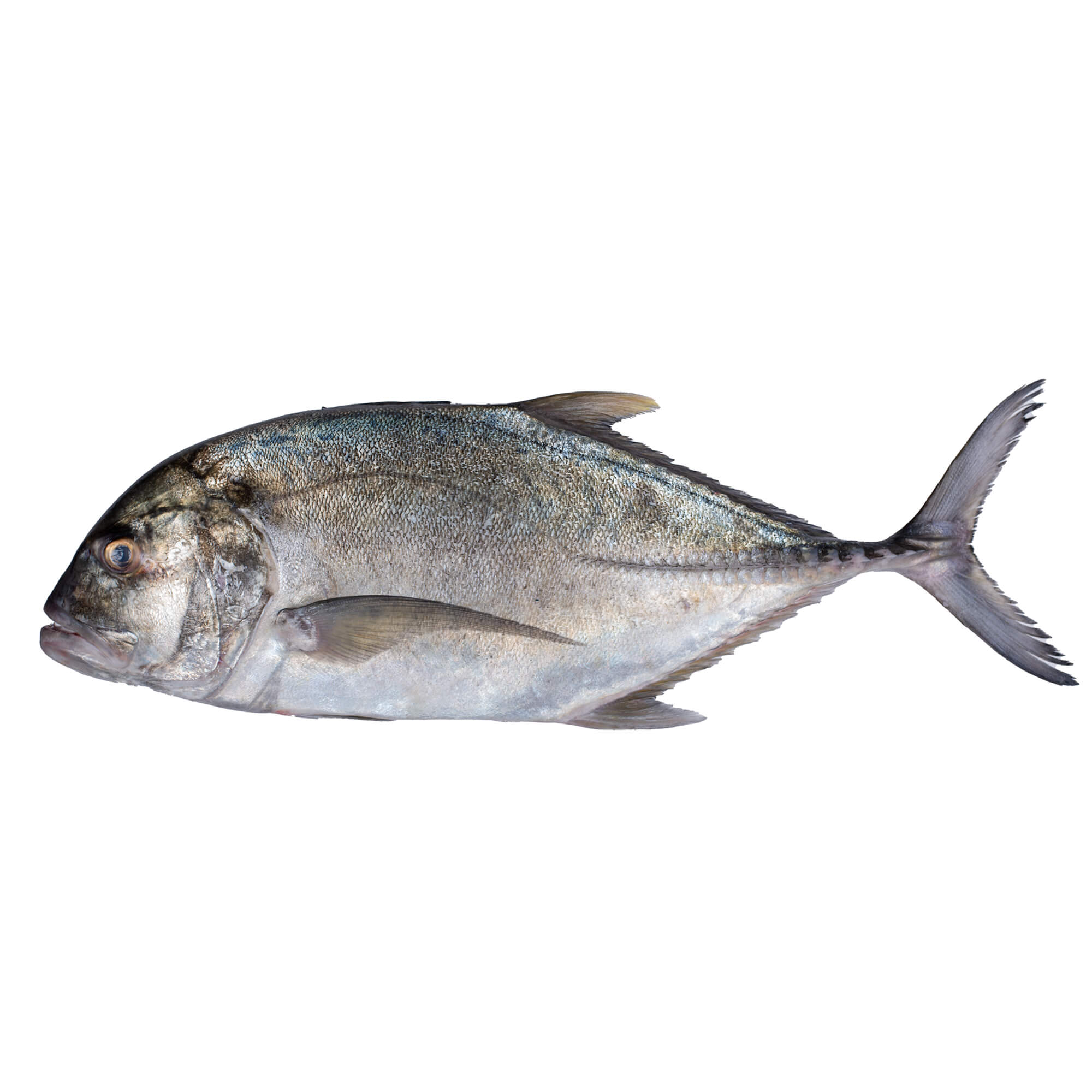 Giant Trevally - Burum Sea Food Company
